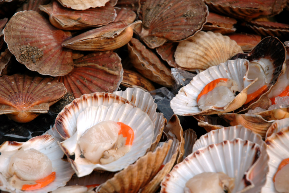What Are Fake Scallops (Real Vs Fake Scallops) - The Rusty Spoon