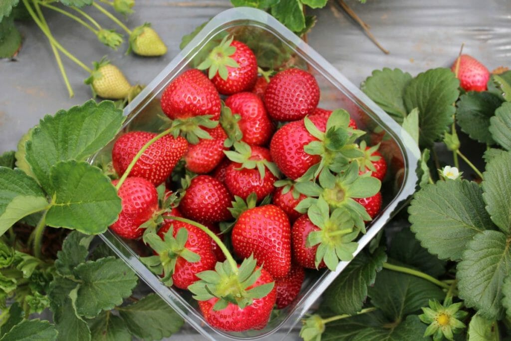 The Truth About Your Favorite Berry: Is Strawberry A Fruit Or Vegetable ...