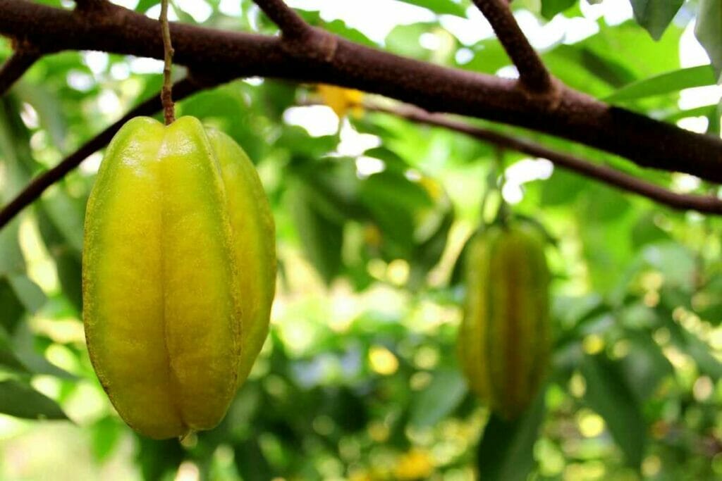 Extraordinary How To Know If Star Fruit Is Ripe Imagesnull