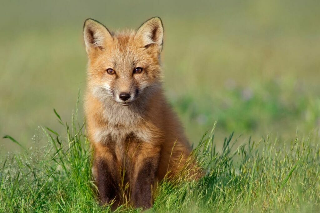 Can Humans Eat Fox Meat? - The Rusty Spoon