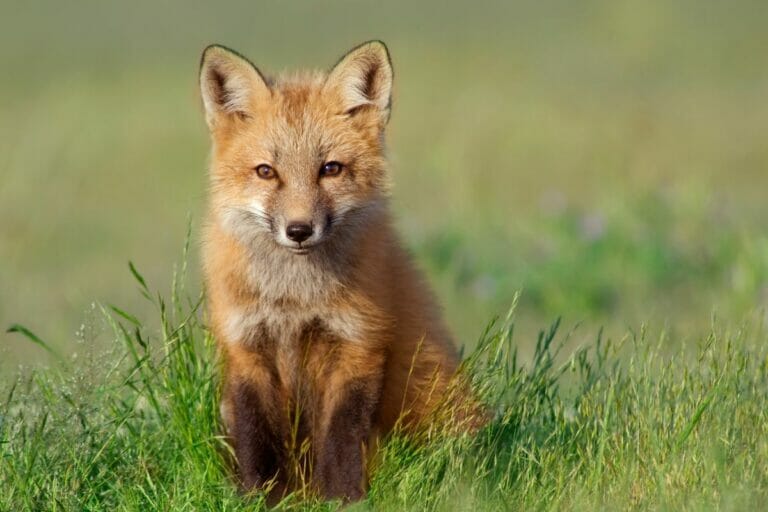 Can Humans Eat Fox Meat? - The Rusty Spoon