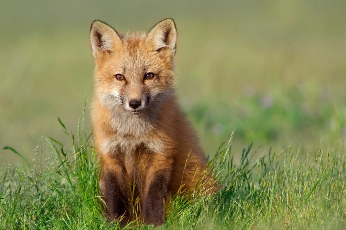 Can Humans Eat Fox Meat? - The Rusty Spoon