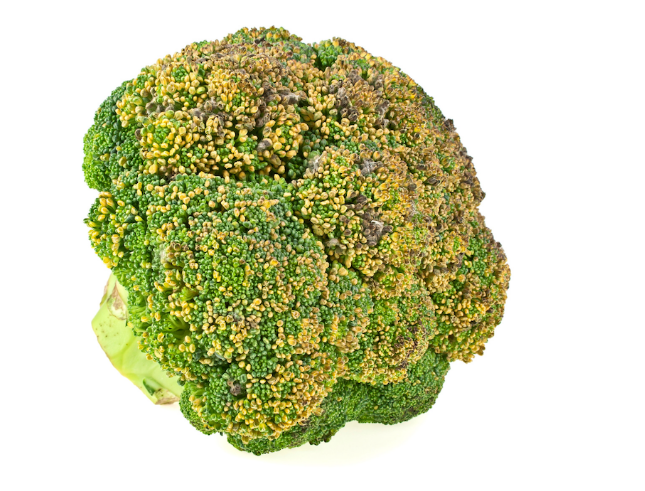 How To Tell If Broccoli Is Bad 4 Foolproof Way? - The Rusty Spoon