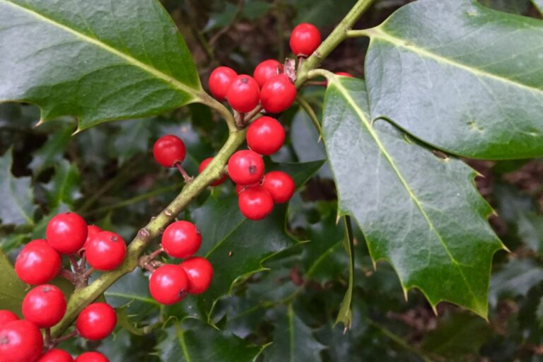 Discover The Unknown And Certain Facts About Holly Berries And If They ...
