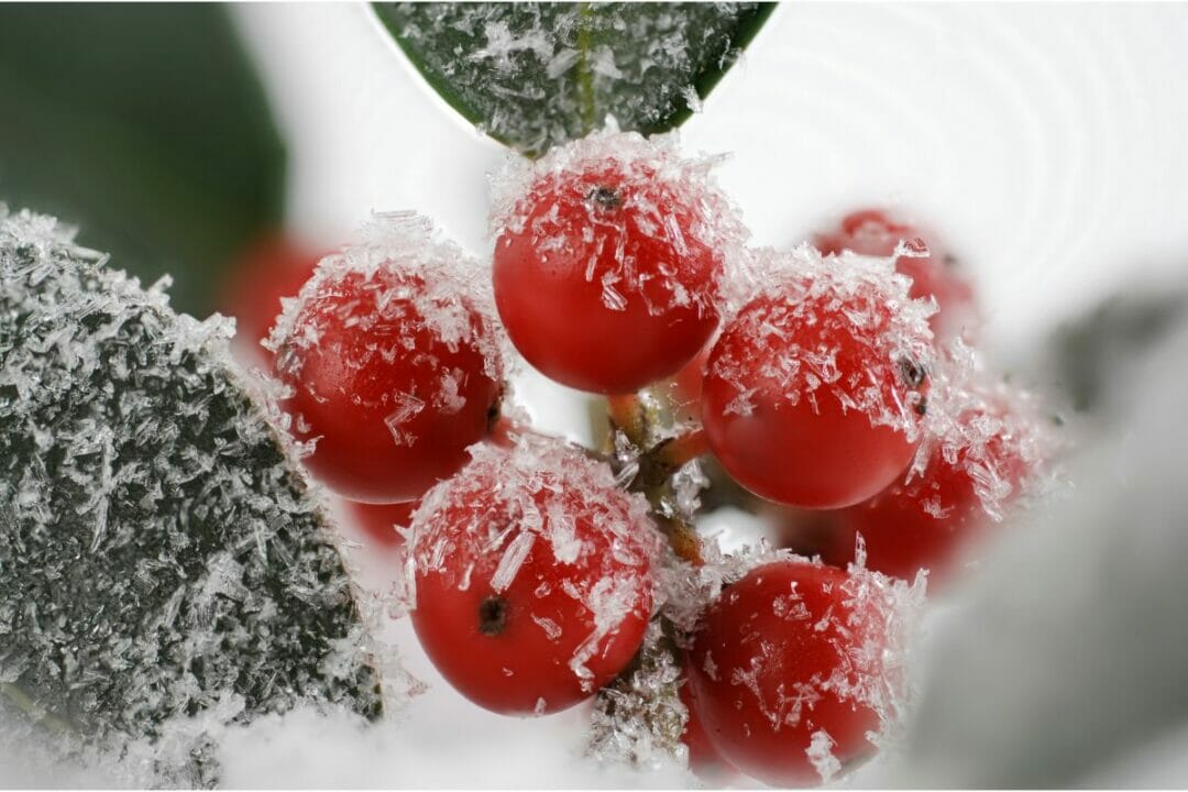 Discover The Unknown And Certain Facts About Holly Berries And If They ...