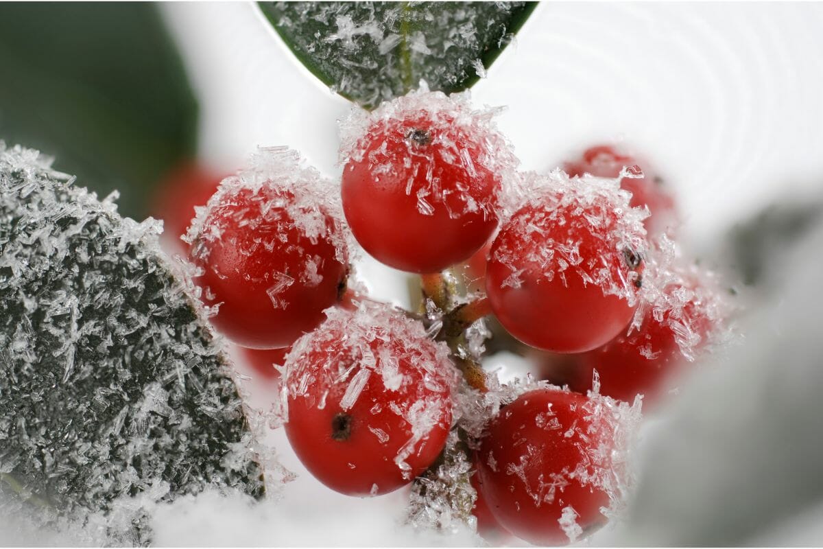 Discover The Unknown And Certain Facts About Holly Berries And If They ...