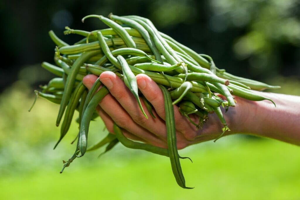 An Informative Guide To Know The Differences Of String Beans And Green ...