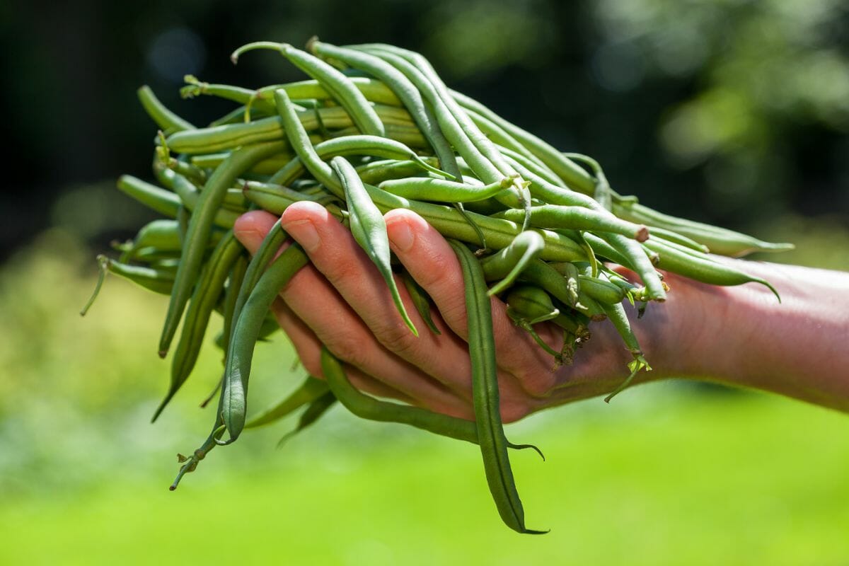 An Informative Guide To Know The Differences Of String Beans And Green ...