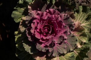 Why Does Lettuce Turn Pink? (And Is It Safe To Eat) - The Rusty Spoon