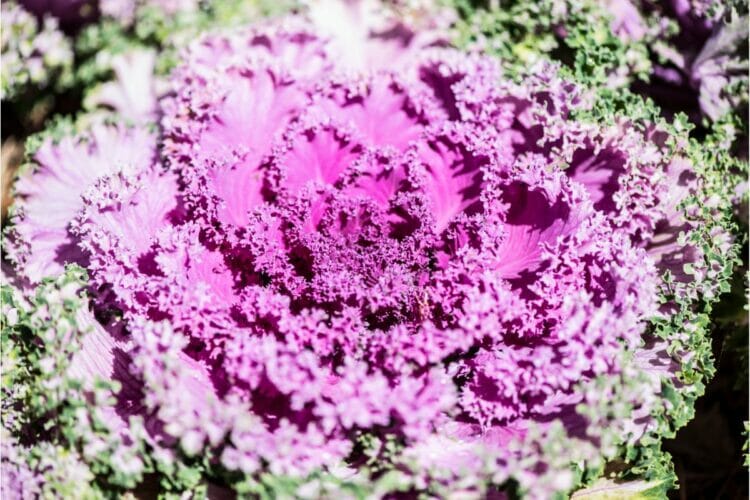 Why Does Lettuce Turn Pink? (And Is It Safe To Eat) - The Rusty Spoon