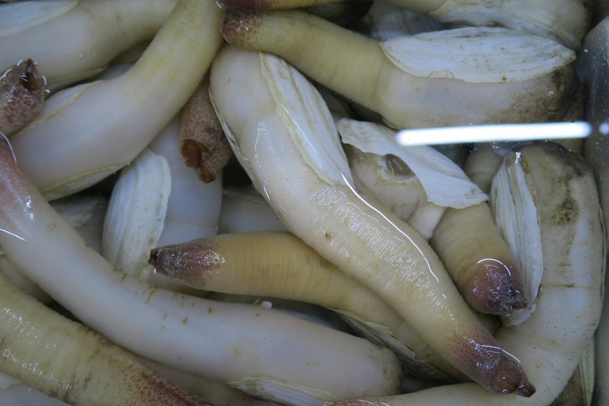 What Does Geoduck Taste Like? (And Nutritional Benefits) - The Rusty Spoon