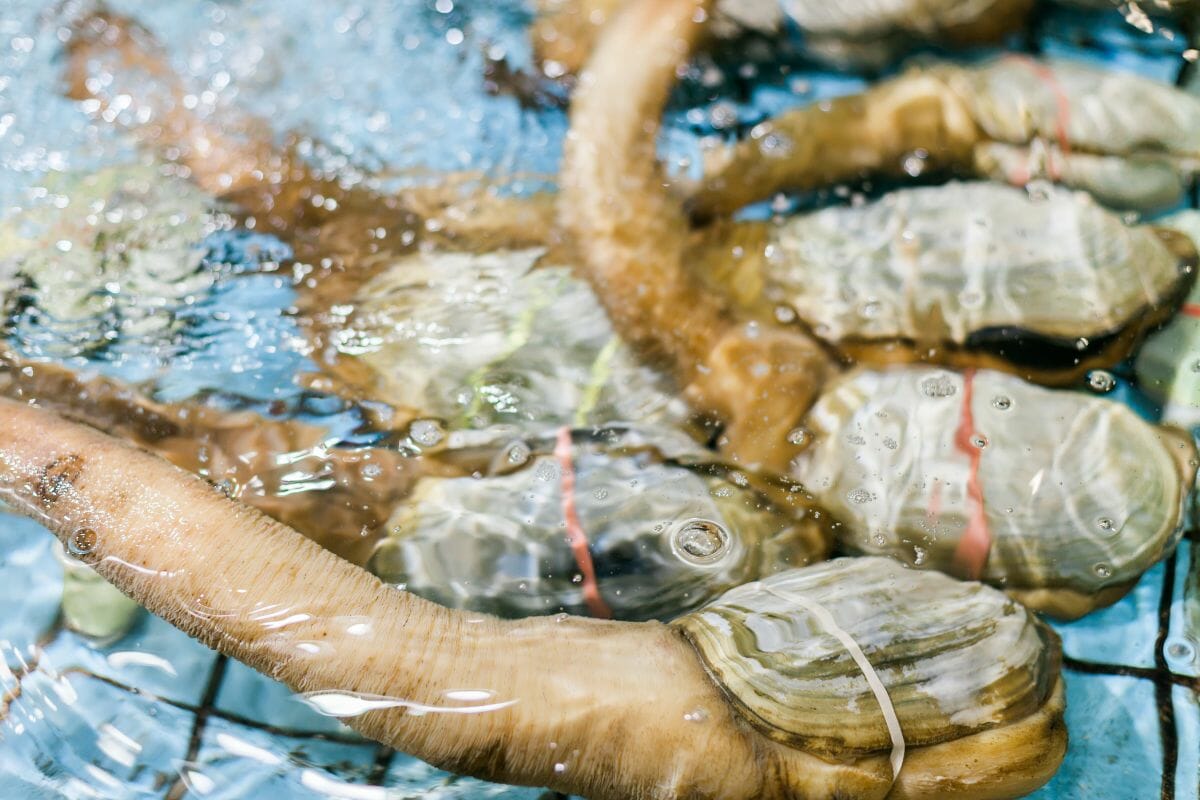 What Does Geoduck Taste Like? (And Nutritional Benefits) - The Rusty Spoon