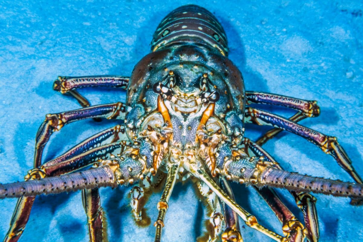 Types Of Lobster (And How To Cook) - The Rusty Spoon