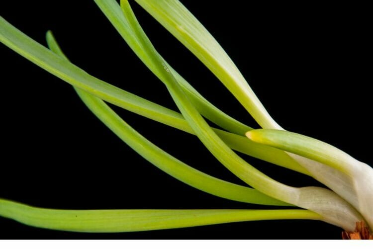 14 Best Chives Substitutes And How They Can Be Substantially ...