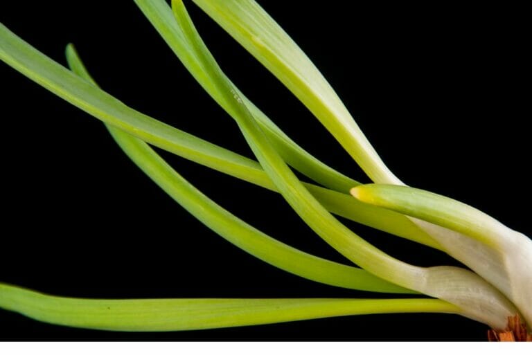 14 Best Chives Substitutes And How They Can Be Substantially ...