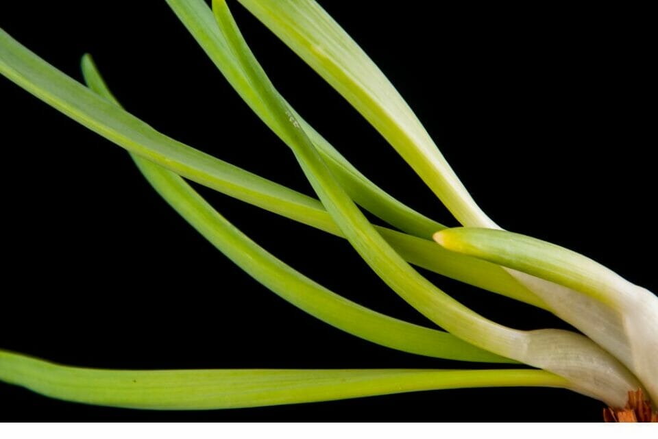 14 Best Chives Substitutes And How They Can Be Substantially ...