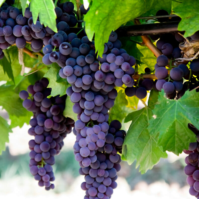 Are Grapes Acidic? And Bad For Acid Reflux? - The Rusty Spoon