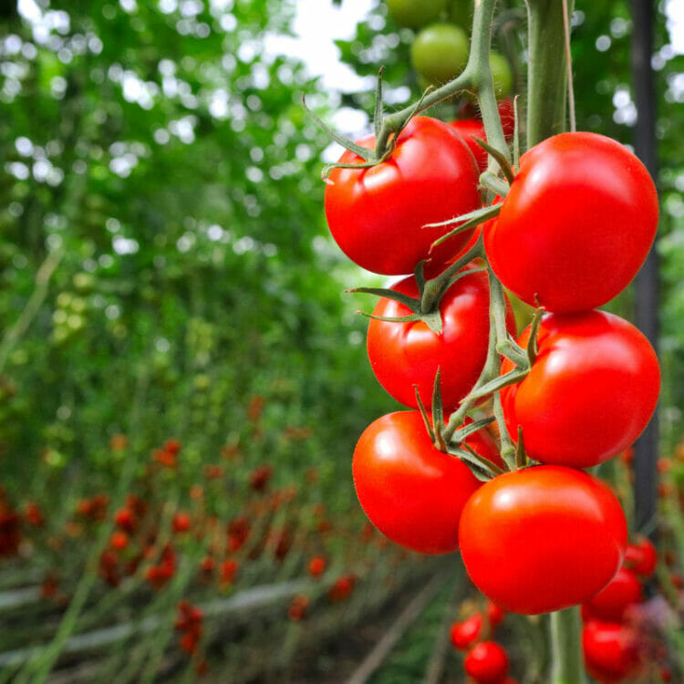 Are Tomatoes Acidic? And Bad For Acid Reflux? - The Rusty Spoon