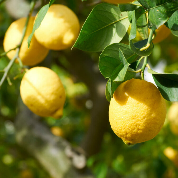 Are Lemons Acidic? And Bad For Acid Reflux? - The Rusty Spoon