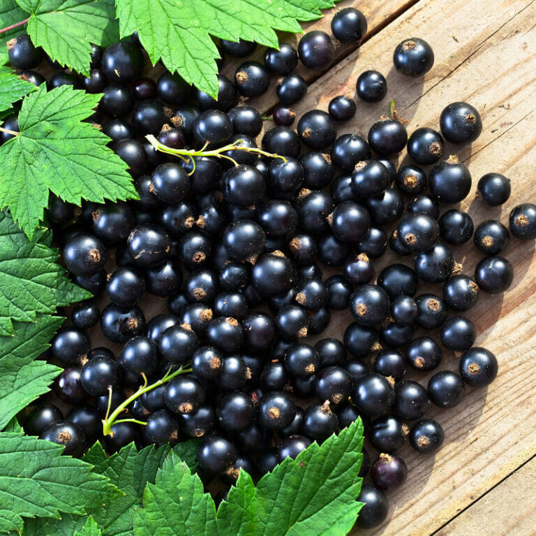 What Does Black Currant Taste Like? - The Rusty Spoon