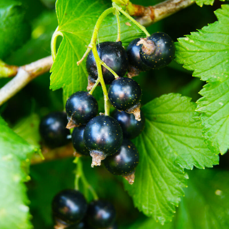 What Does Black Currant Taste Like? - The Rusty Spoon