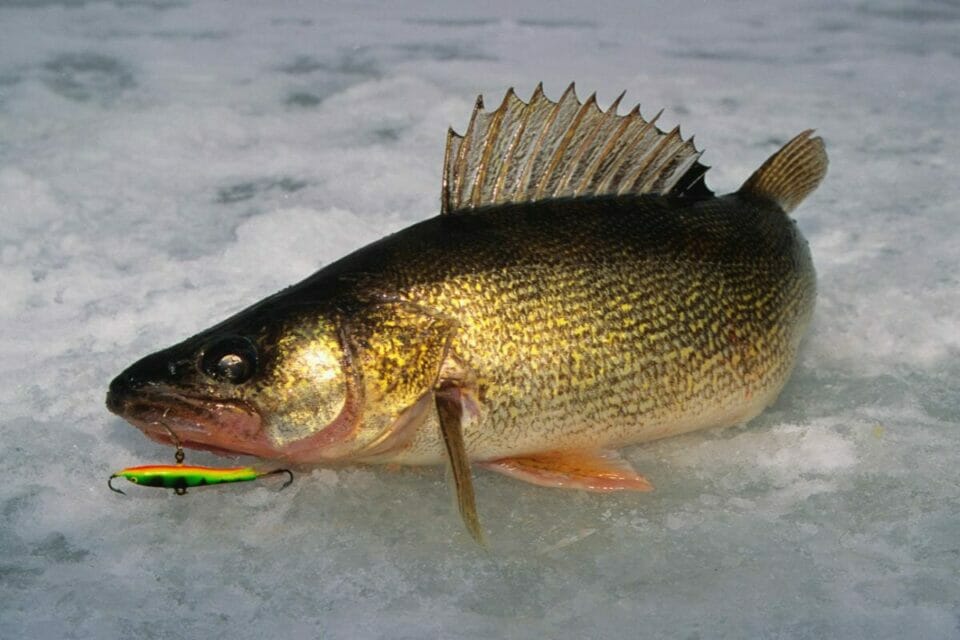 What Does Walleye Taste Like? Must Know Facts - The Rusty Spoon