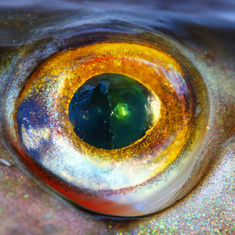 What Do Fish Eyes Taste Like? - The Rusty Spoon