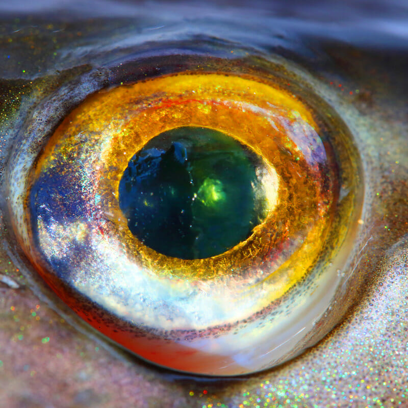 What Do Fish Eyes Taste Like? - The Rusty Spoon