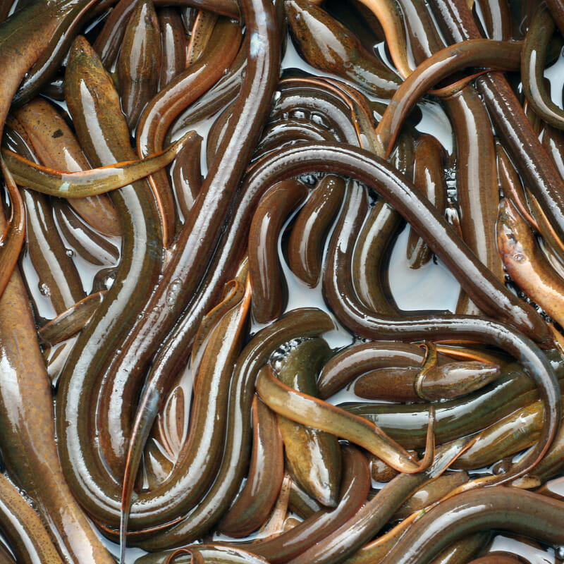 What Does Eel Taste Like? Is It Any Good? (Short Answer, Yes) - The ...