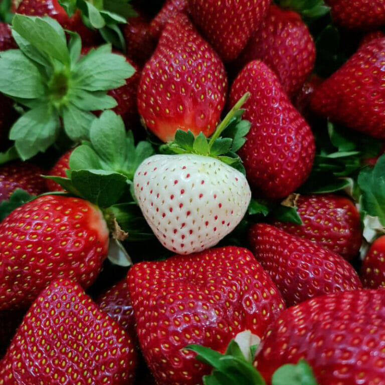 What Do Pineberries Taste Like? - The Rusty Spoon
