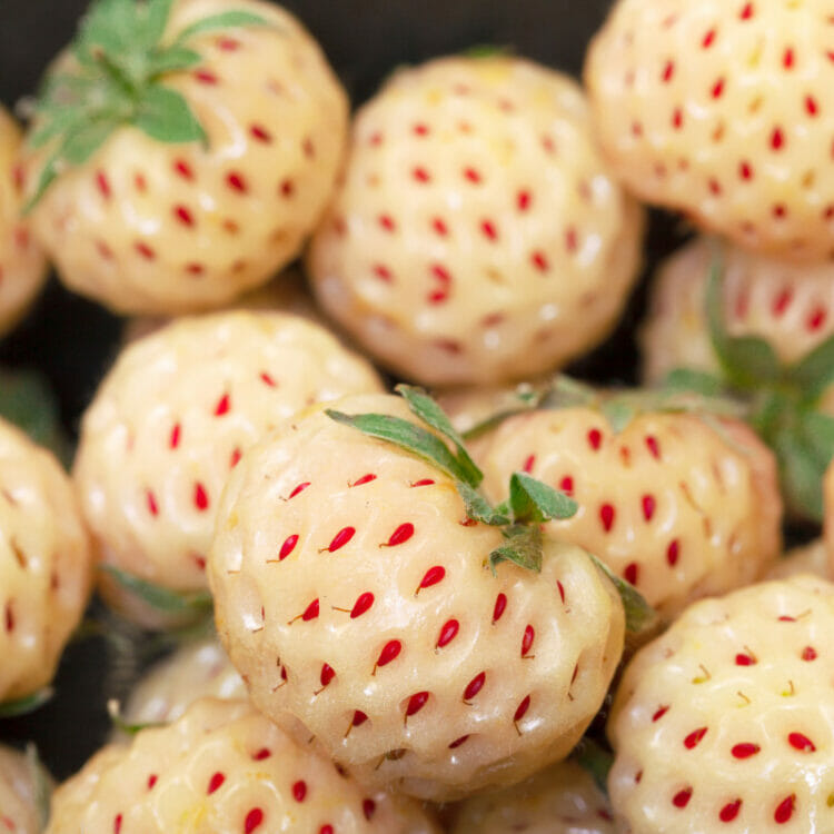 What Do Pineberries Taste Like? - The Rusty Spoon