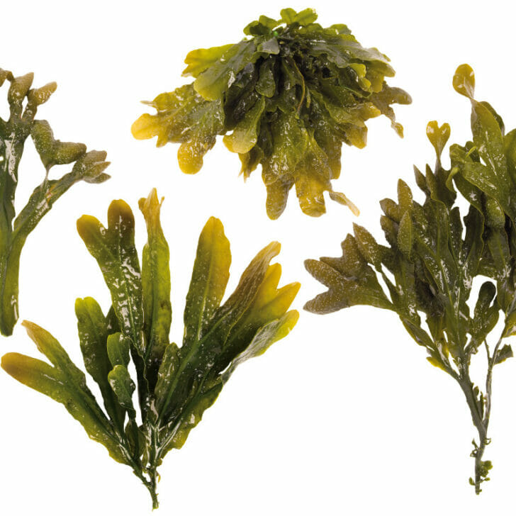 Interested In Seaweed Taste? Here’s Your Know-It-All Guide! - The Rusty ...