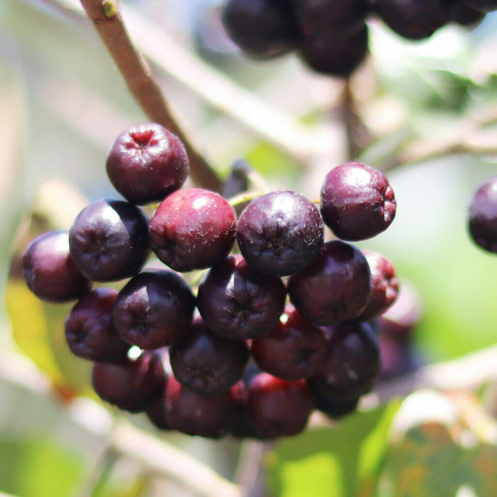 What Is Acai Berry? What Is Acai Berry Taste Like? - The Rusty Spoon