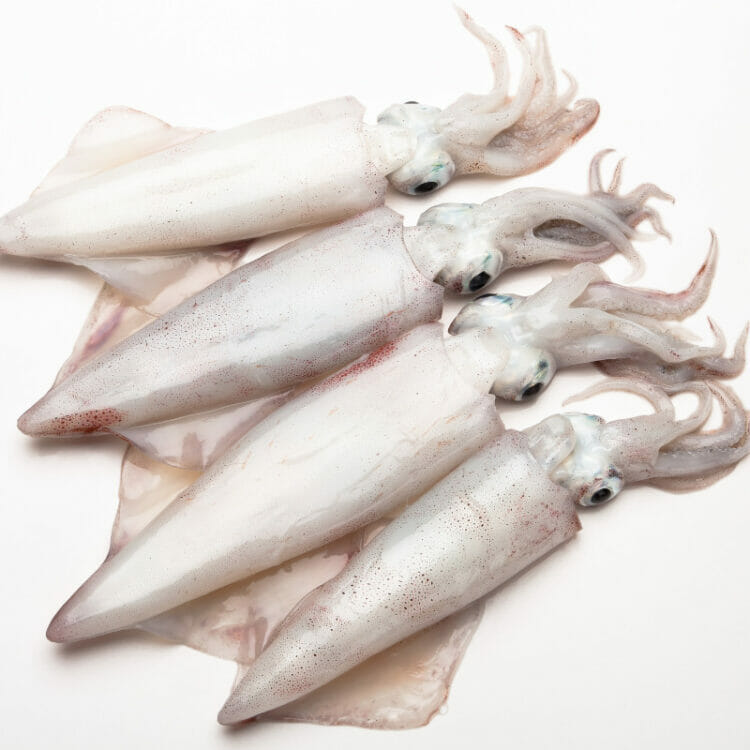 Is Squid Taste Good? Here’s The Inside Scoop! - The Rusty Spoon
