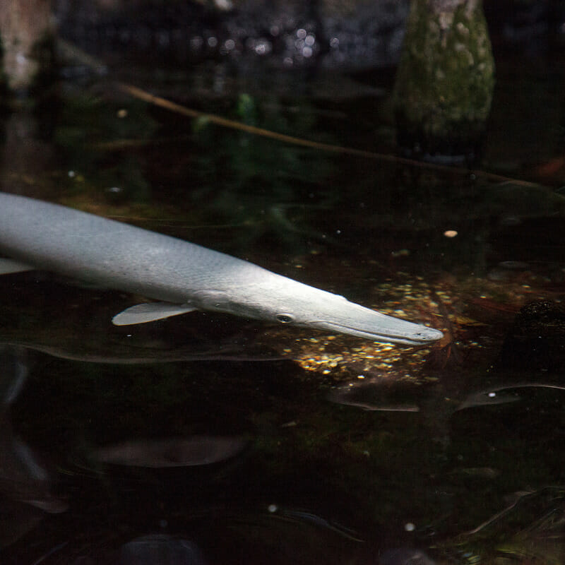 What Is Alligator Gar? How Does Alligator Gar Taste? - The Rusty Spoon