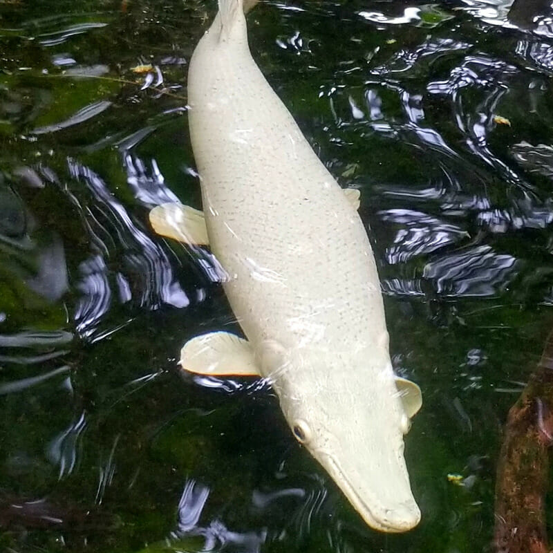 What Is Alligator Gar? How Does Alligator Gar Taste? - The Rusty Spoon