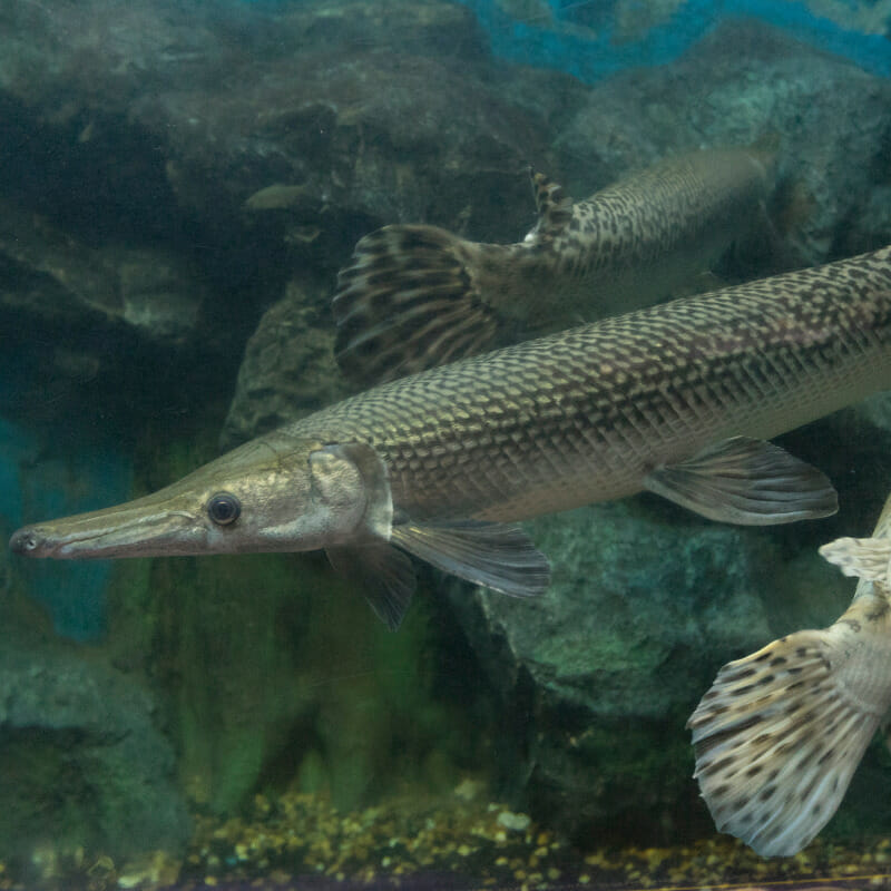 What Is Alligator Gar? How Does Alligator Gar Taste? - The Rusty Spoon