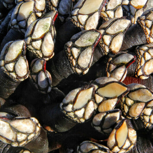 Can You Eat Barnacles? Yes! Here’s What To Know About Barnacles Taste ...