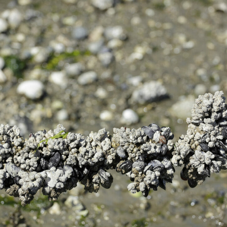 Can You Eat Barnacles? Yes! Here’s What To Know About Barnacles Taste ...