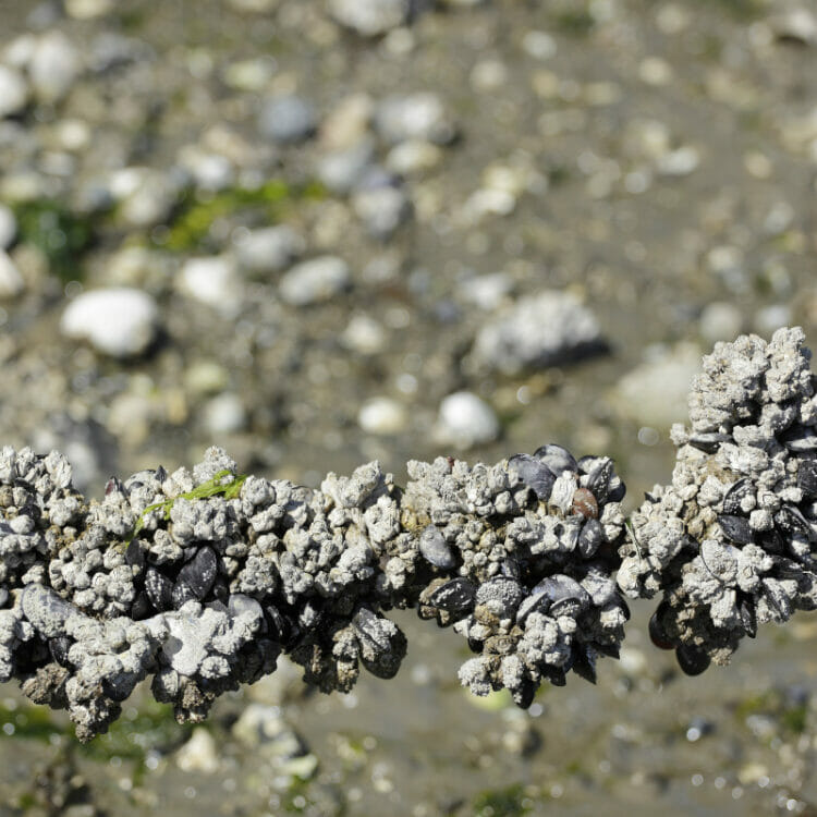 Can You Eat Barnacles? Yes! Here’s What To Know About Barnacles Taste ...
