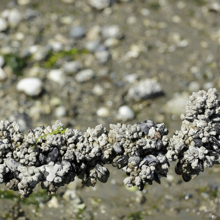 Can You Eat Barnacles? Yes! Here’s What To Know About Barnacles Taste ...