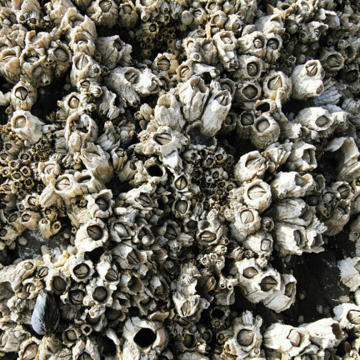 Can You Eat Barnacles? Yes! Here’s What To Know About Barnacles Taste ...