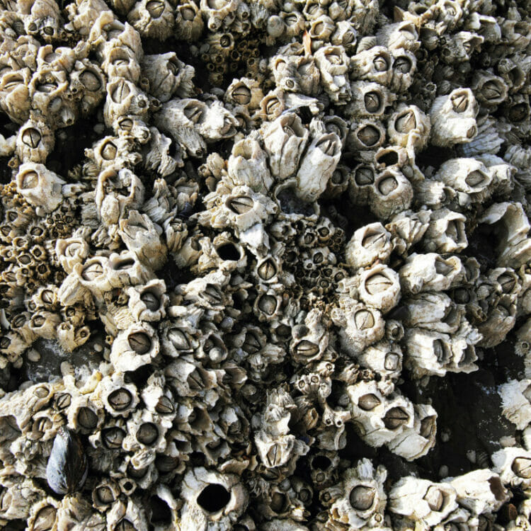 Can You Eat Barnacles? Yes! Here’s What To Know About Barnacles Taste ...