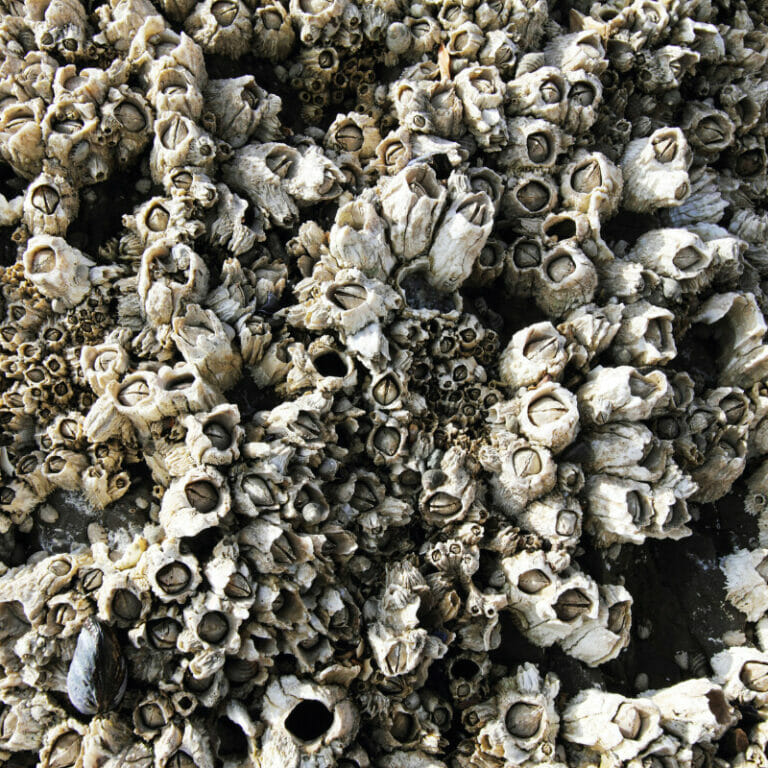 Can You Eat Barnacles? Yes! Here’s What To Know About Barnacles Taste ...
