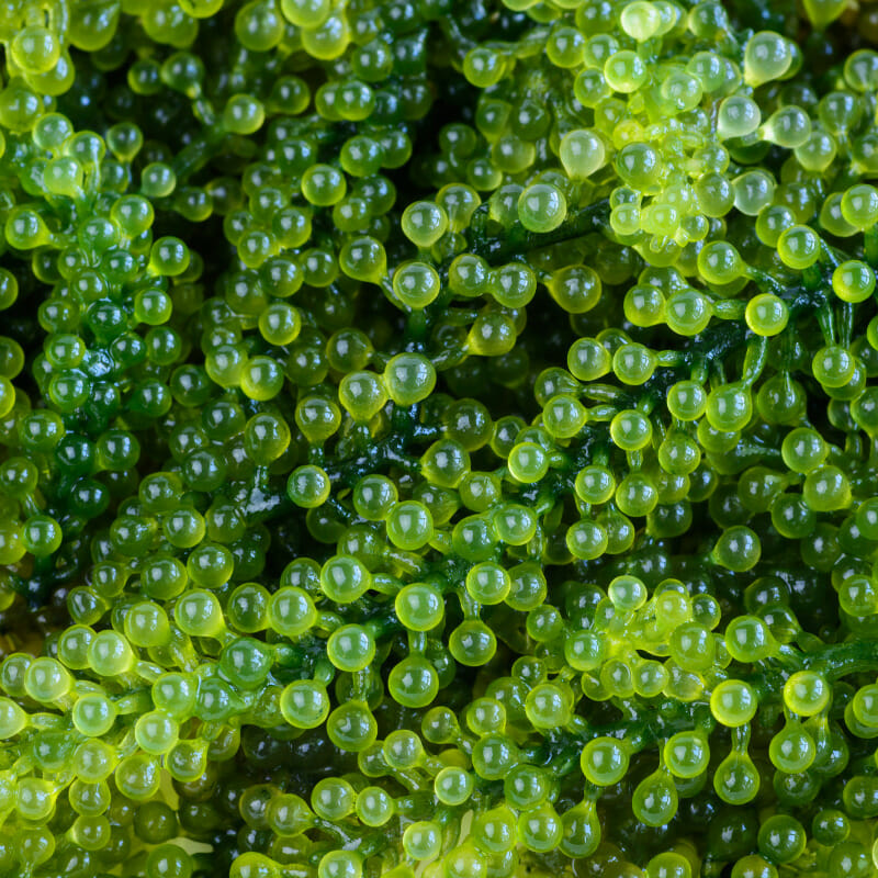 How Do Sea Grapes Taste? - The Rusty Spoon