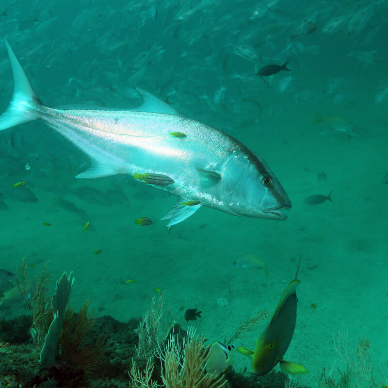 What Does Amberjack Taste Like? - The Rusty Spoon