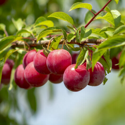 What Does Plum Taste Like? - The Rusty Spoon