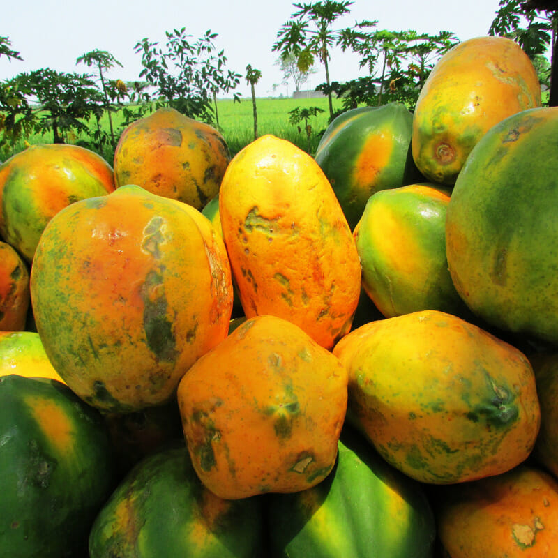 Get Healthy, Refreshing And Tasty Papaya Recipes - The Rusty Spoon
