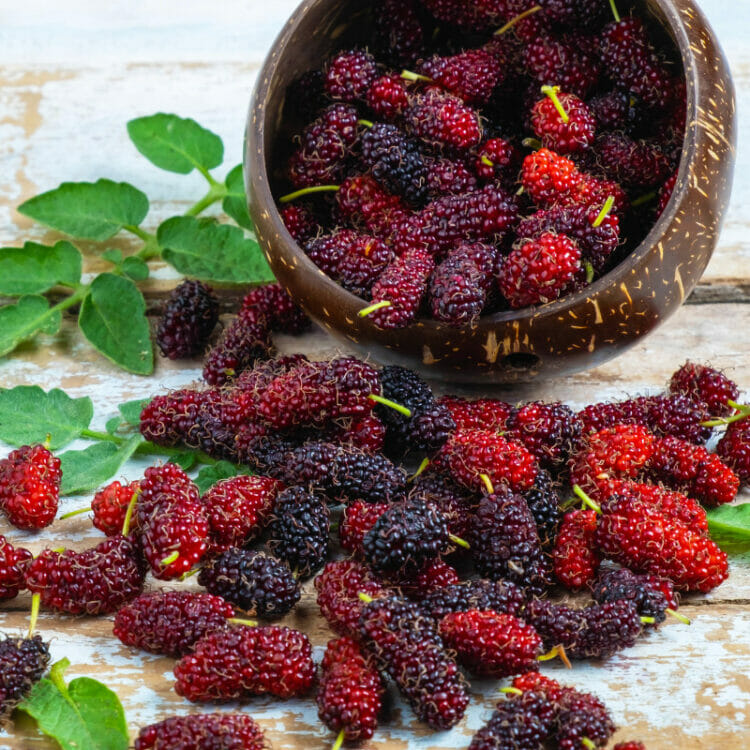 What Does Mulberry Taste Like? - The Rusty Spoon