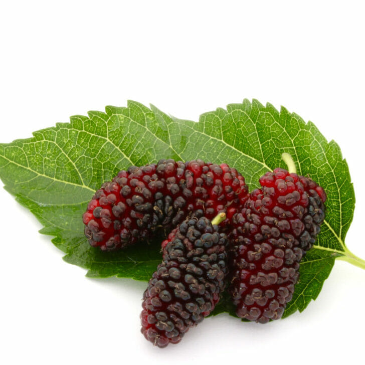 What Does Mulberry Taste Like? - The Rusty Spoon